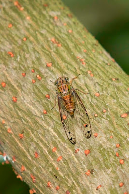 Singapore Wild Animals: Bugs