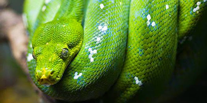 Takut Ular ? Kenali Mitos Tentang Ular yang Membuat Kita Salah Kaprah ...