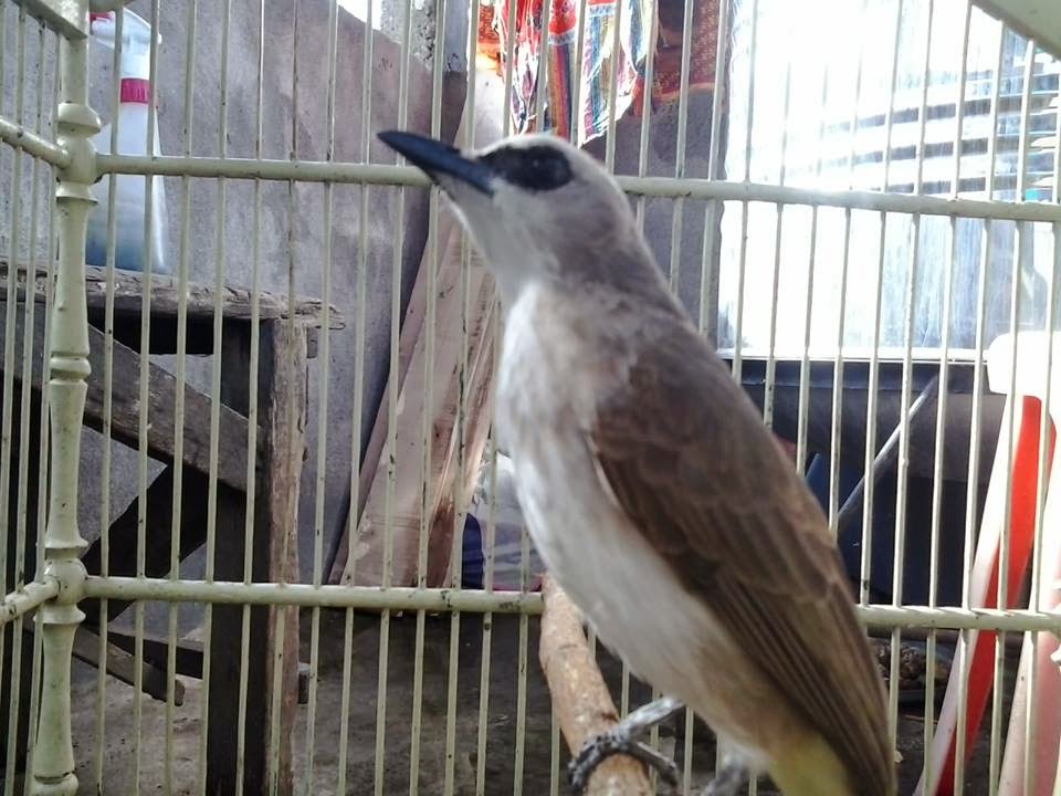 Harga Burung Trucukan Terbaru