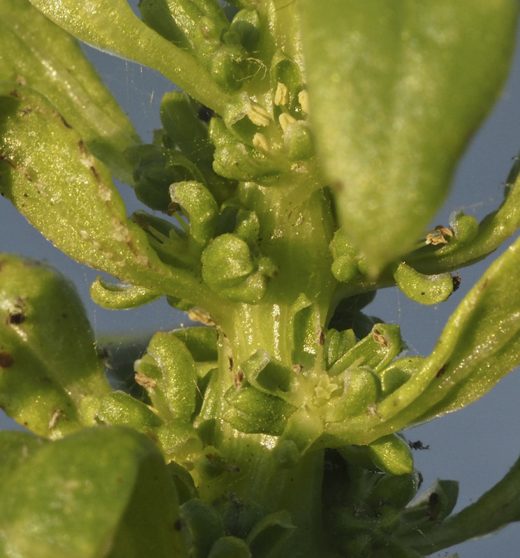 Paseos por la naturaleza: Beta macrocarpa. Acelga de fruto grande.