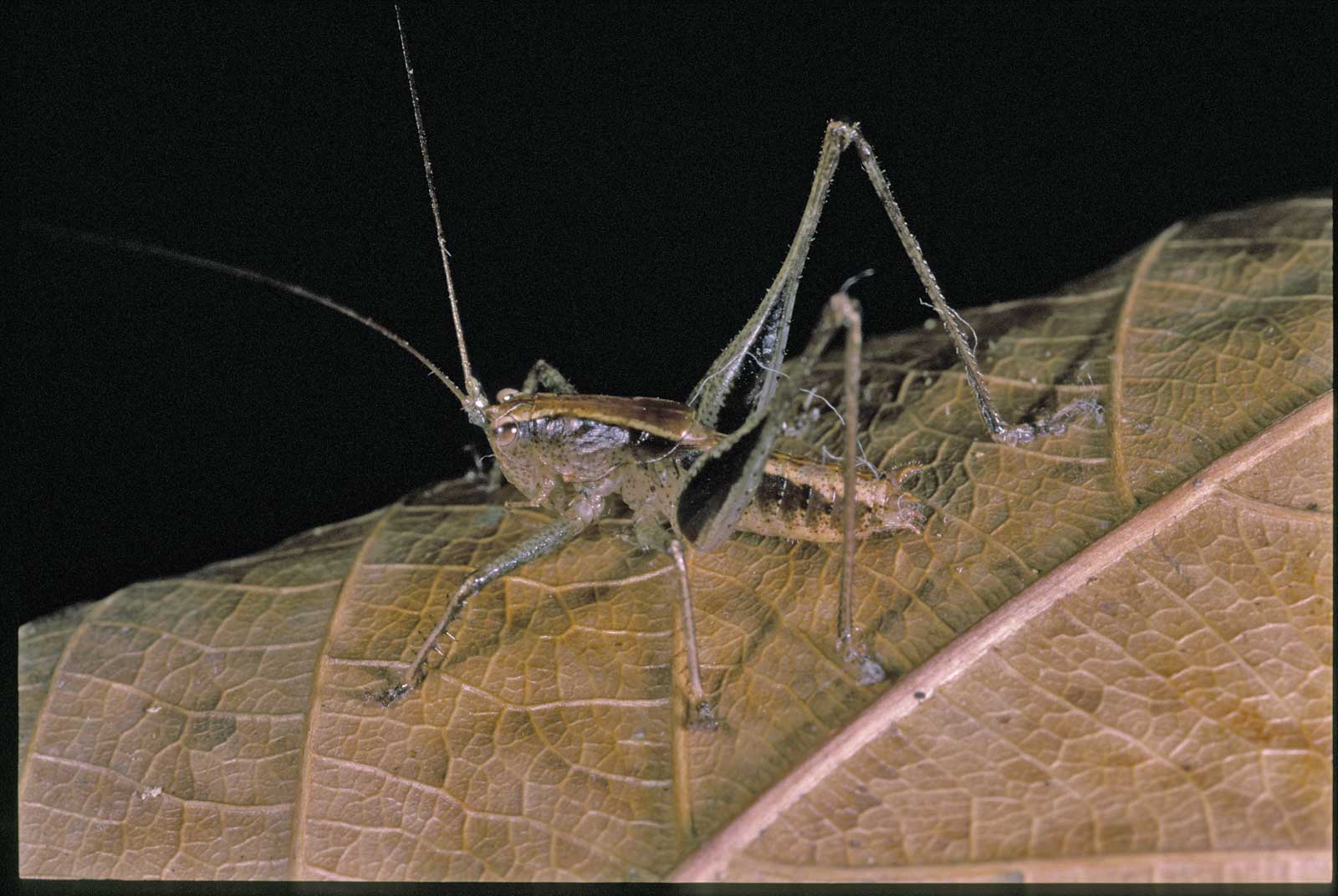 BunyipCo: March 2012