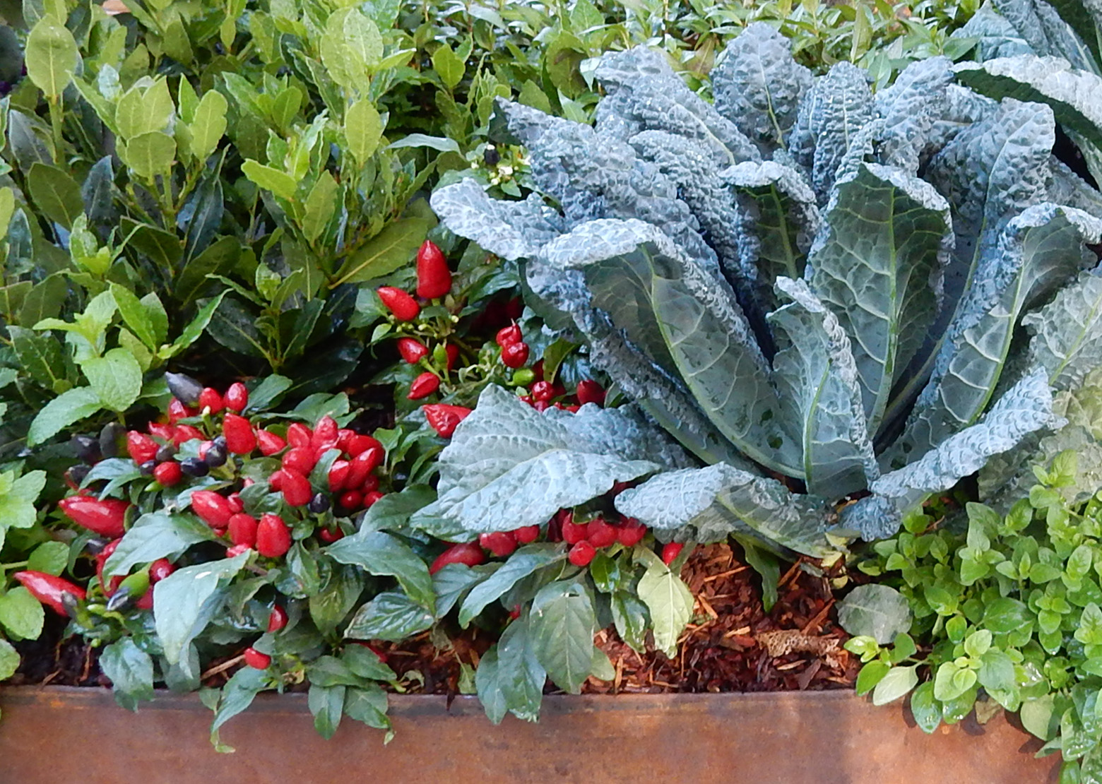 The Garden at Possum Creek: Hot Colours in the Edible Patch