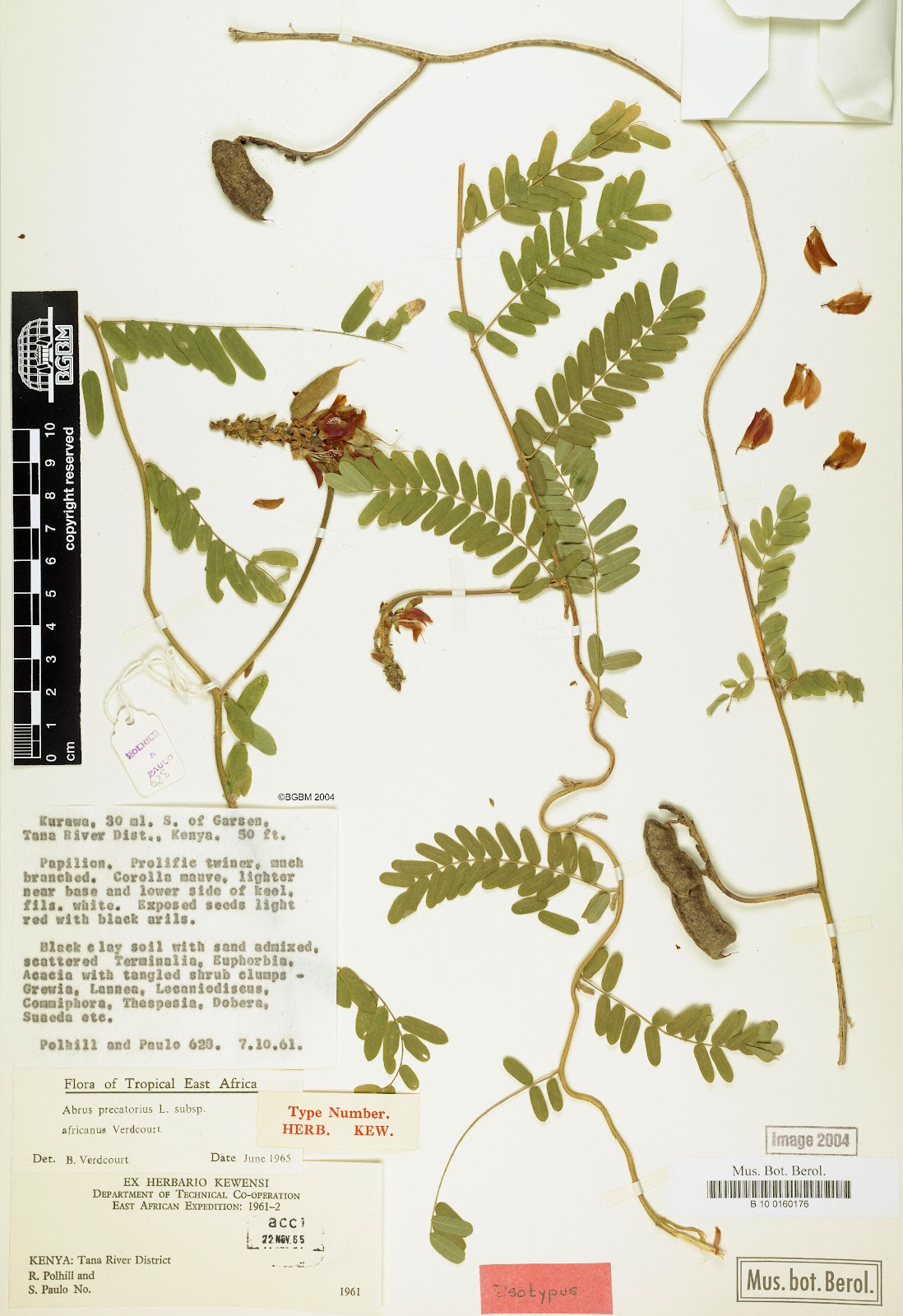 OpenUp! blog: Content Highlights – Abrus precatorius known as “Jequirity”