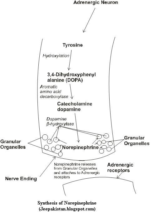 Adrenergic neuron blocking drugs