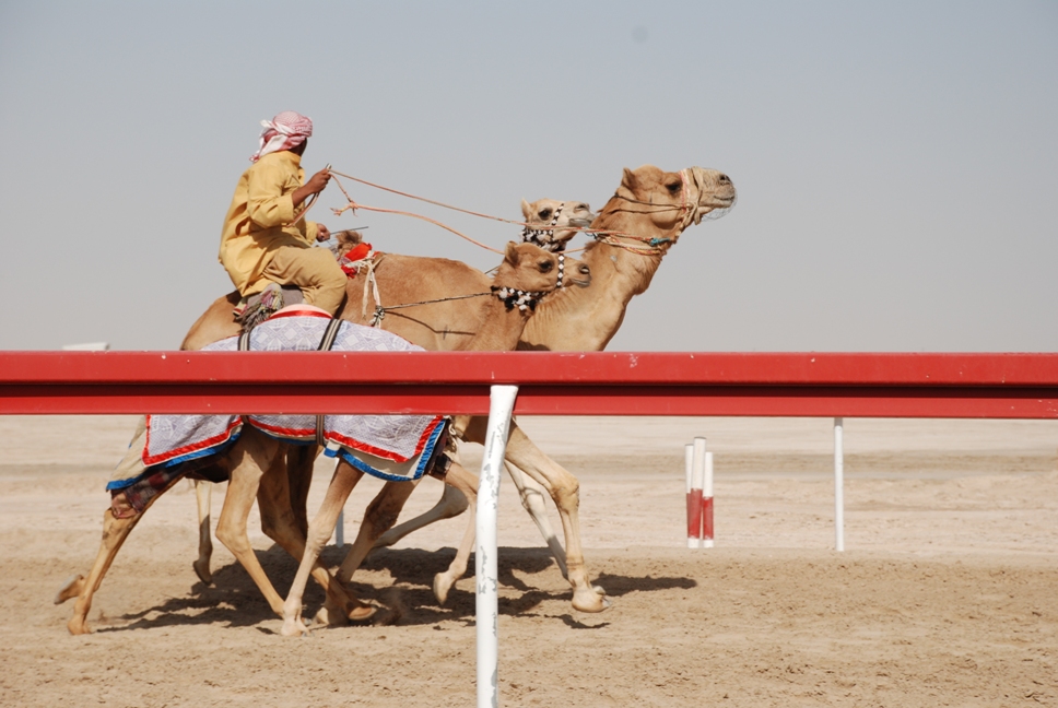 Camel Run - Travel Gourmande