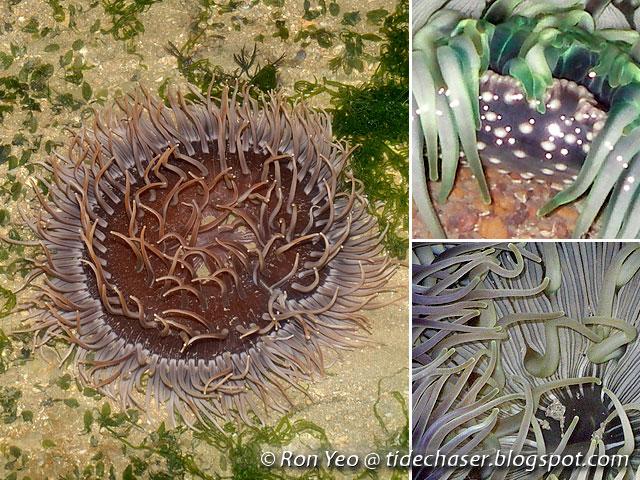 tHE tiDE cHAsER: Sea Anemones (Phylum Cnidaria: Order Actiniaria) of ...