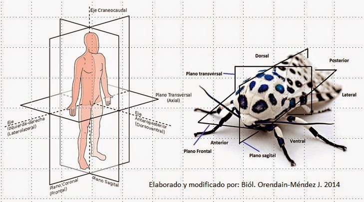 ArtrópodoFAUNA: 2015