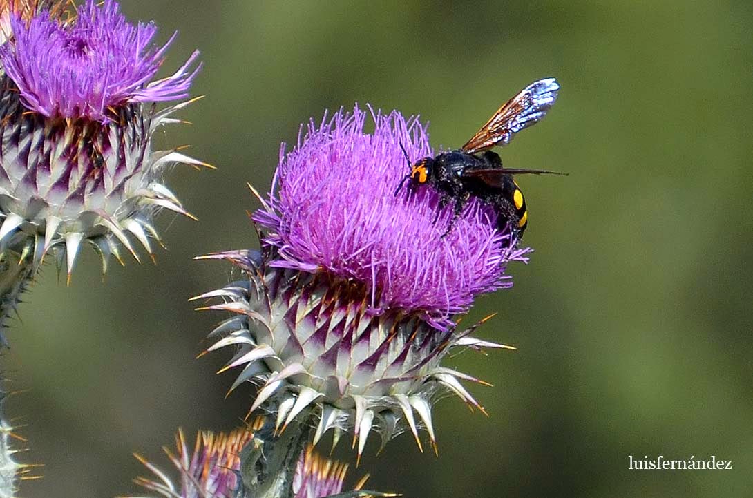 OCIO y CULTURA : La flor y su insecto