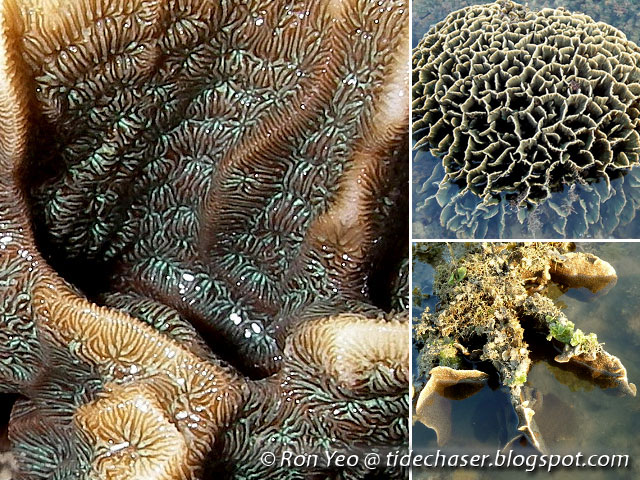 tHE tiDE cHAsER: Hard Corals (Phylum Cnidaria: Order Scleractinia) of ...