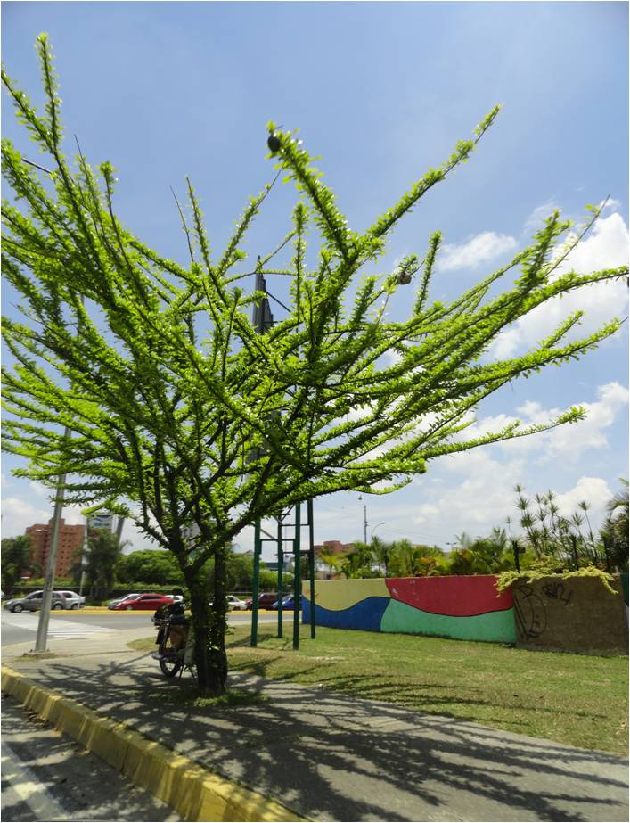 La Doctora De Las Plantas: Taparo o totumo (Crescentia cujete ...