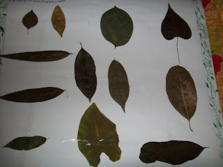 pappus blogs: Dry leaves chart -Vacation project