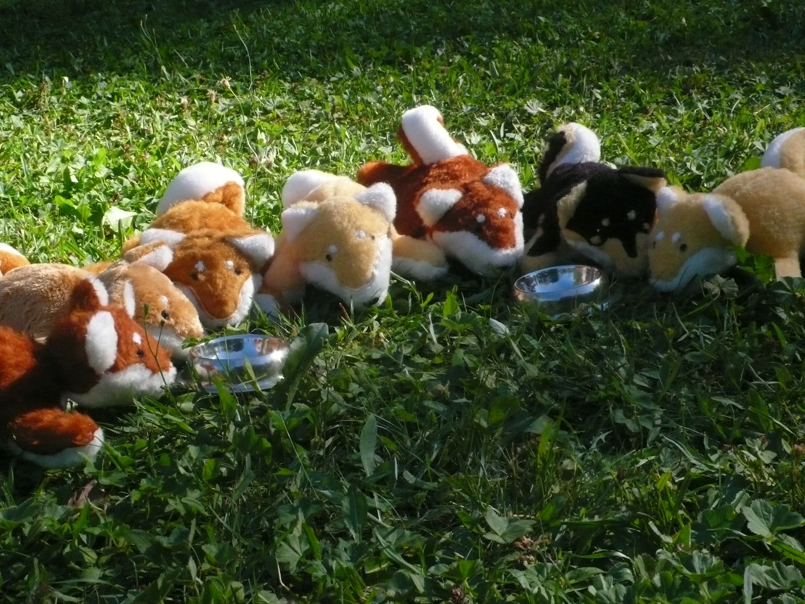 dogs mating with human females | just b.CAUSE - ANIMAL PICTURE