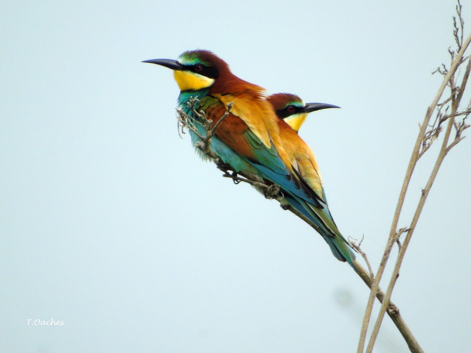 PASARI DIN ROMANIA: PRIGORIE, Merops apiaster