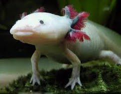 blogbipeds: Axolotls - Mexican Walking Fish