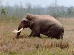 Nesli tükenen hayvanlar