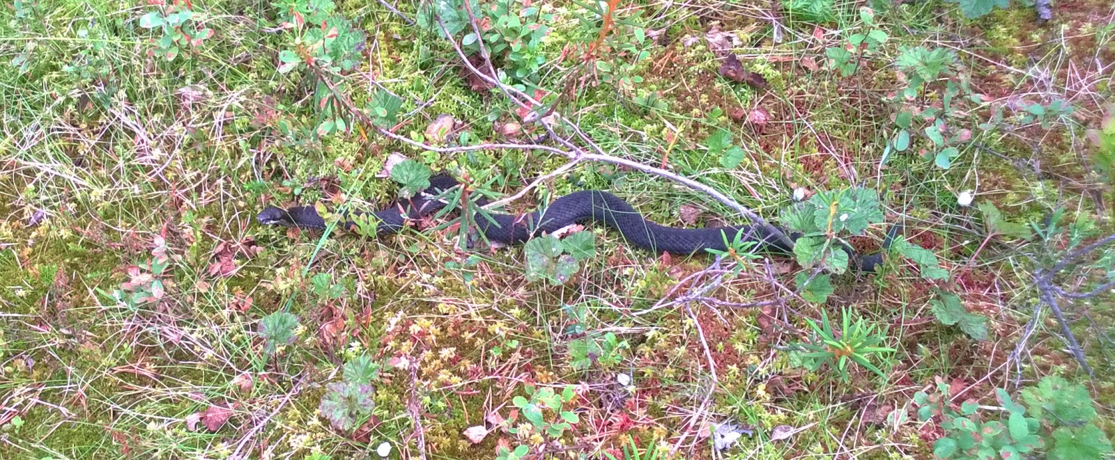 Mitä löytyy?: Käärme yhteisössä