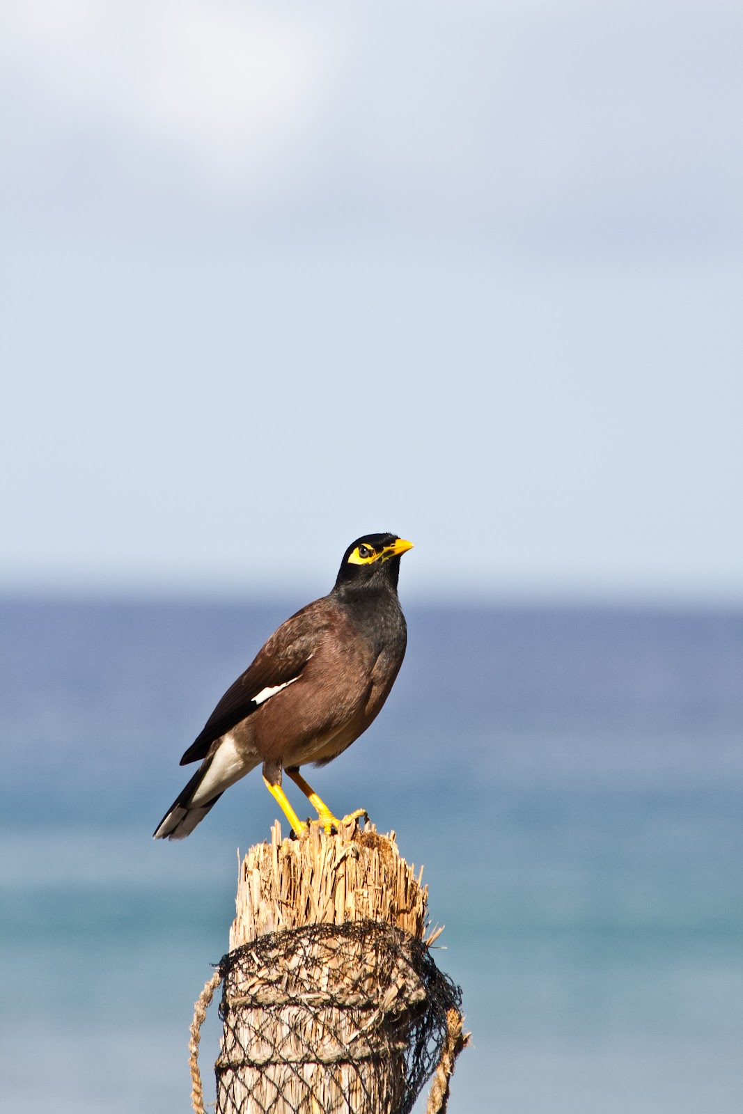 Kasper och Lakrits: Mauritiusdagbok fre 13 jan