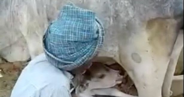 TOWER OF THOUGHTS: Two-headed cow born in India turns to god (photos)