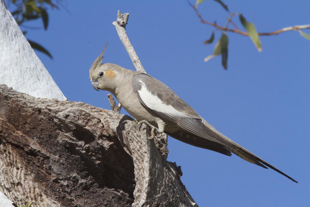 Jenis - Jenis Burung Falk dan Daftar Harganya - Bakasura Cendekia