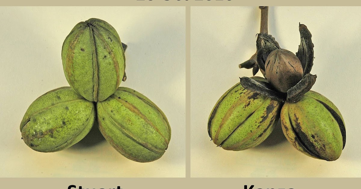 Northern Pecans: Pecan maturation after shuck split