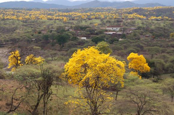 Bosque Seco Tropical: ¿Cuáles Son Las Clases De Bosque Seco Tropical?