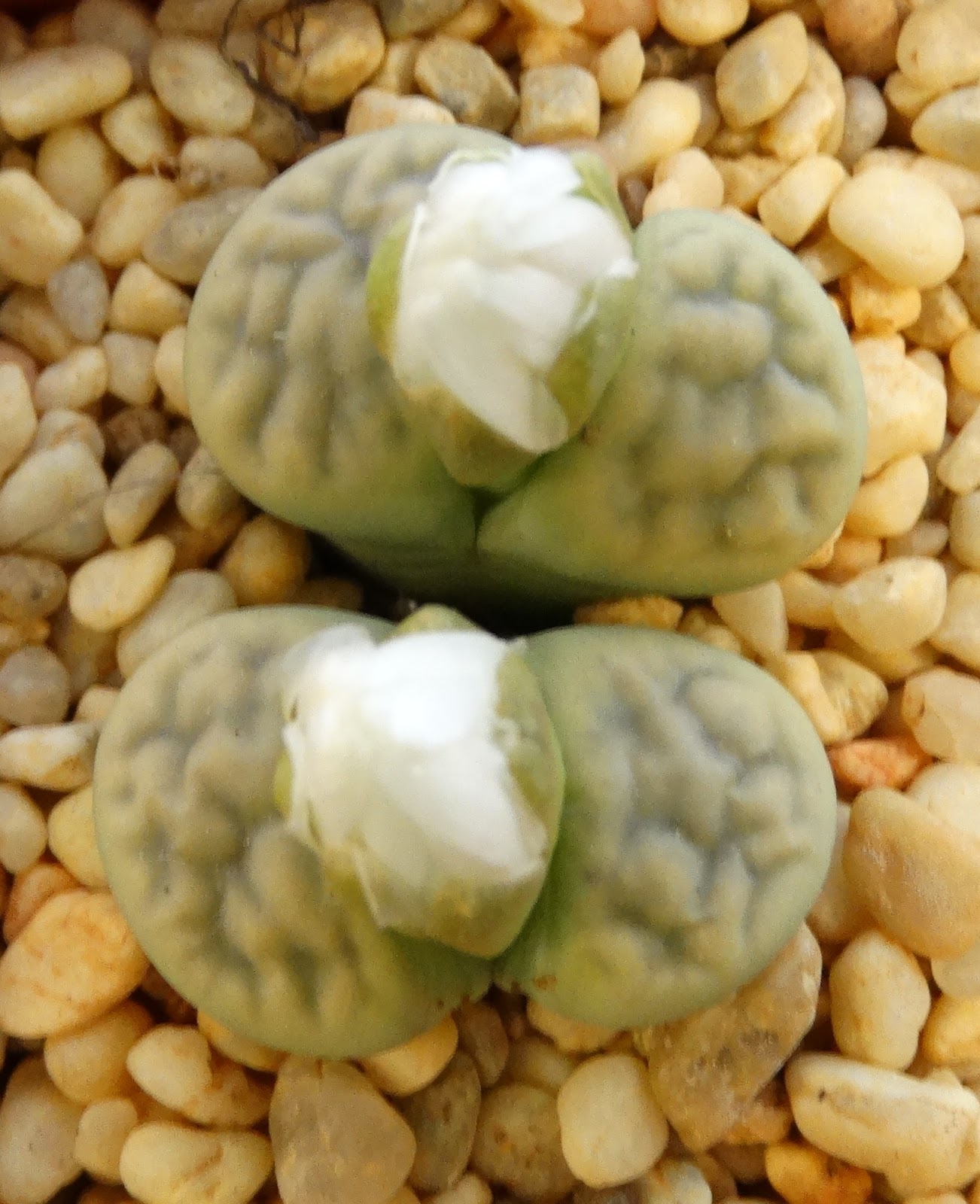 Succulent Sundae: LITHOPS 'AVOCADO CREAM'