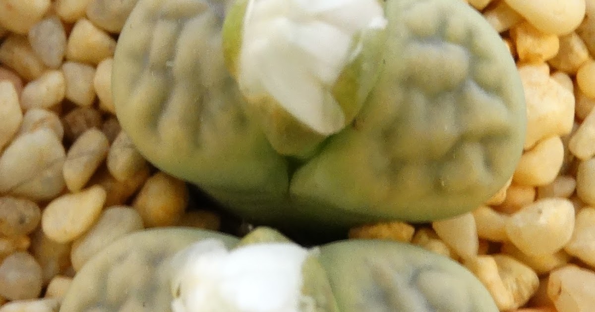 Succulent Sundae: LITHOPS 'AVOCADO CREAM'