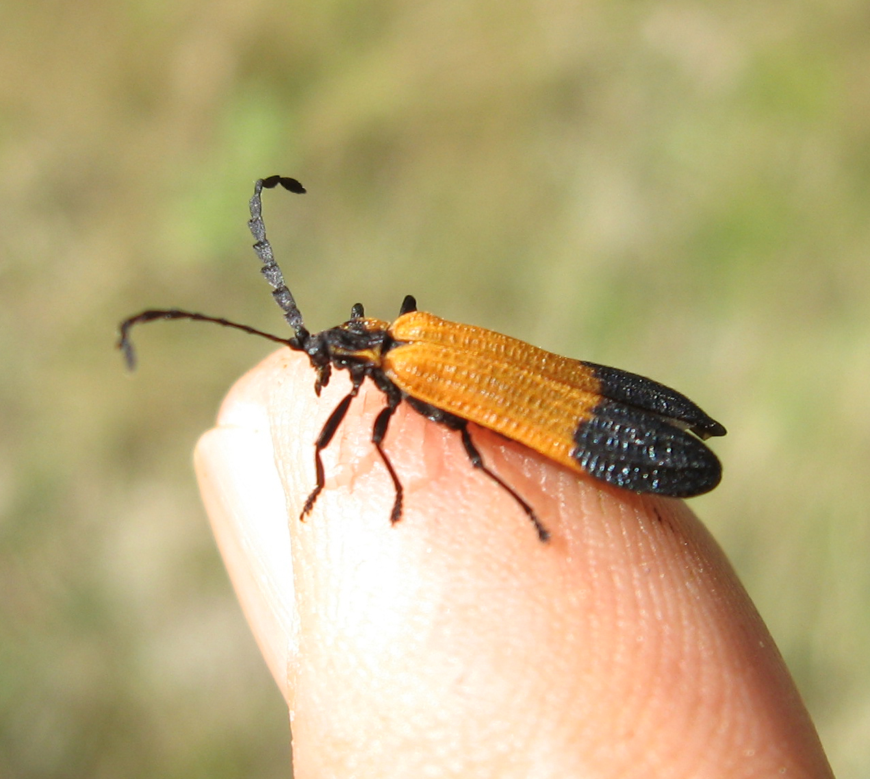 Tangled Web: An Eclipse of Moths