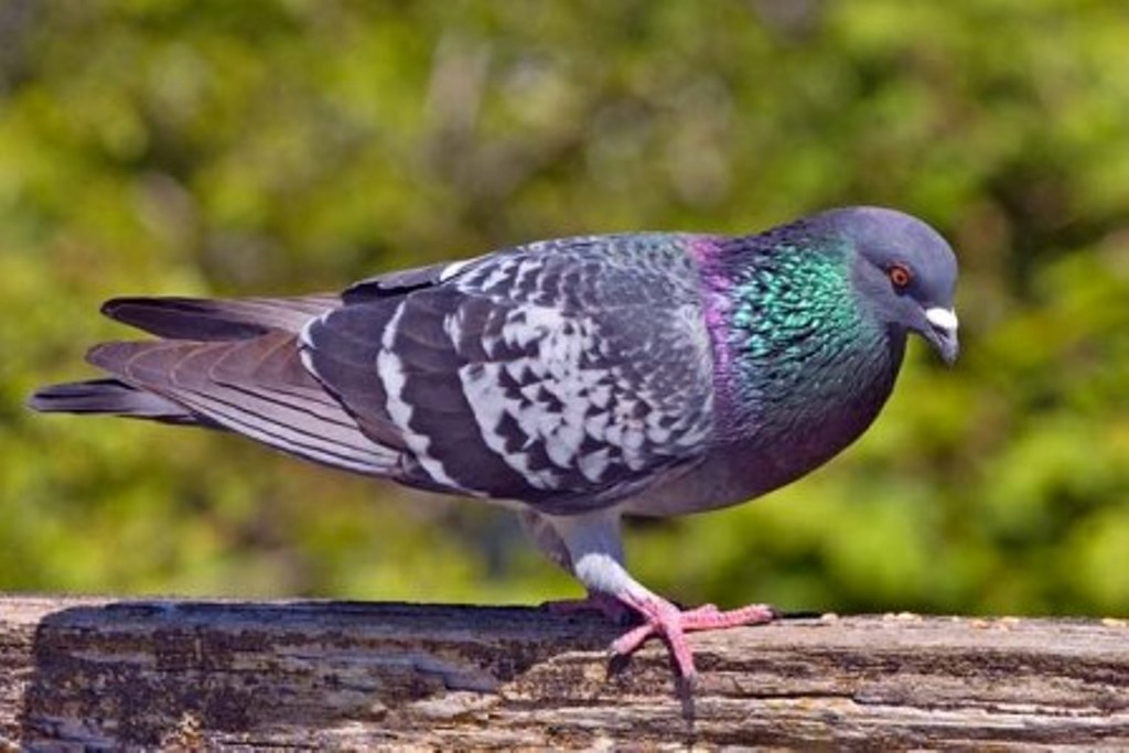Burung Peliharaan Kita: Burung Merpati