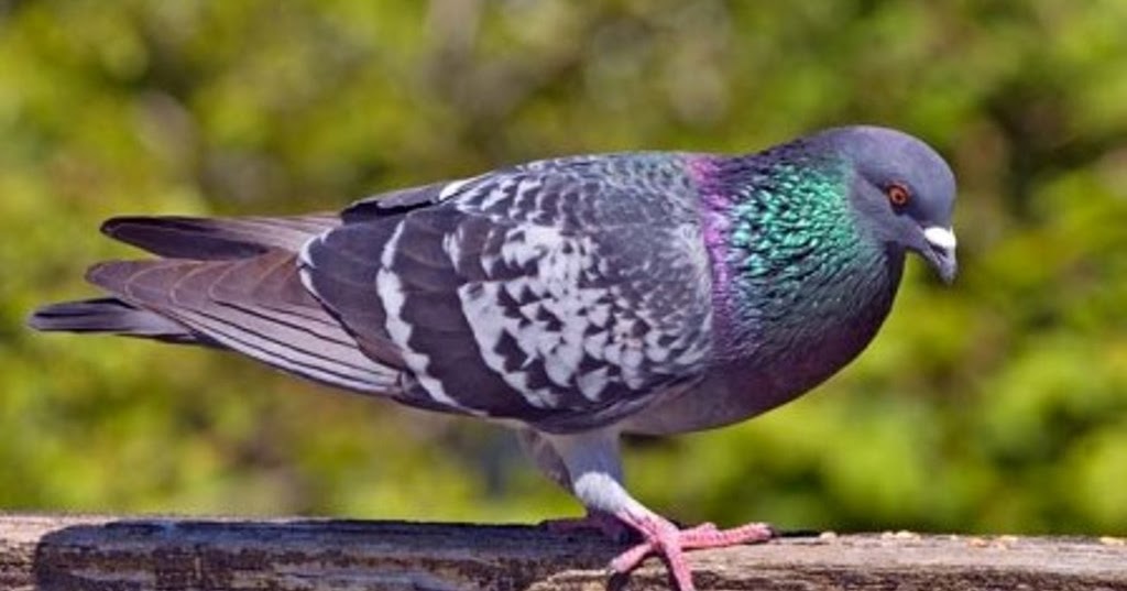 Burung Peliharaan Kita: Burung Merpati