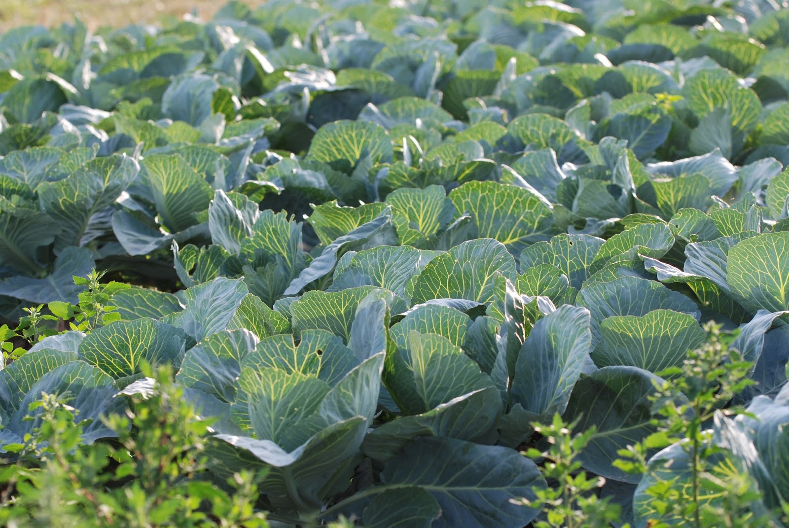 Les Jardins de Priape: Chouchoux d'hiver