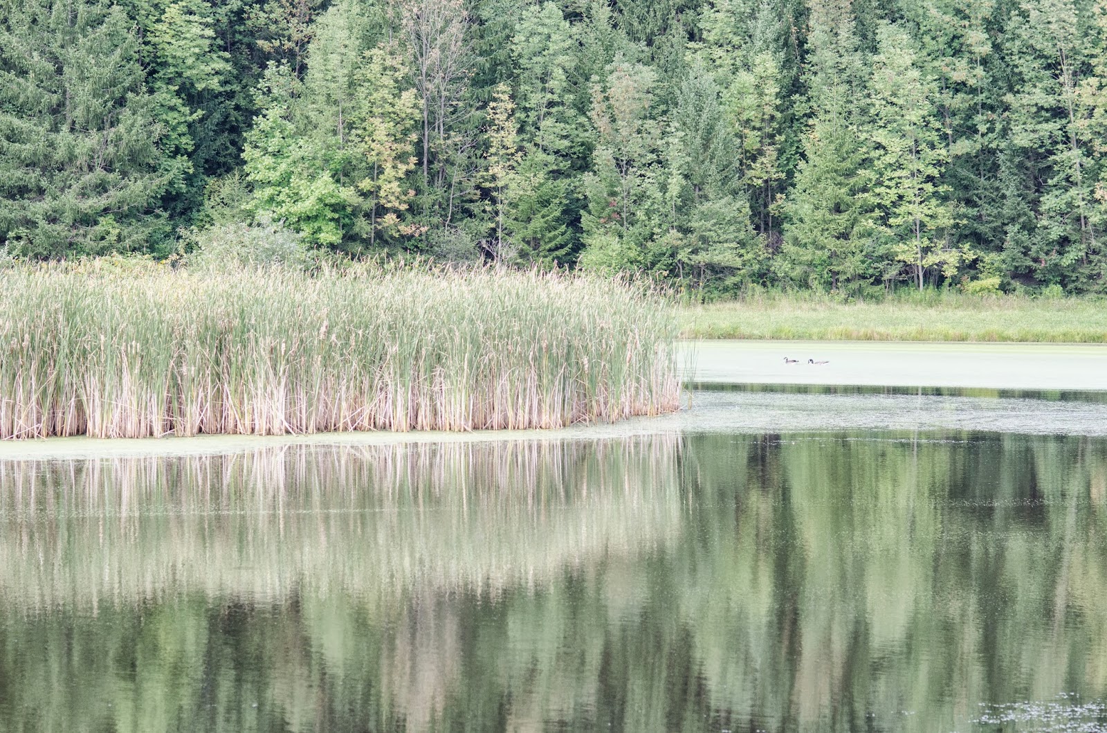 Picturing the Ordinary: Hop Frog Pond