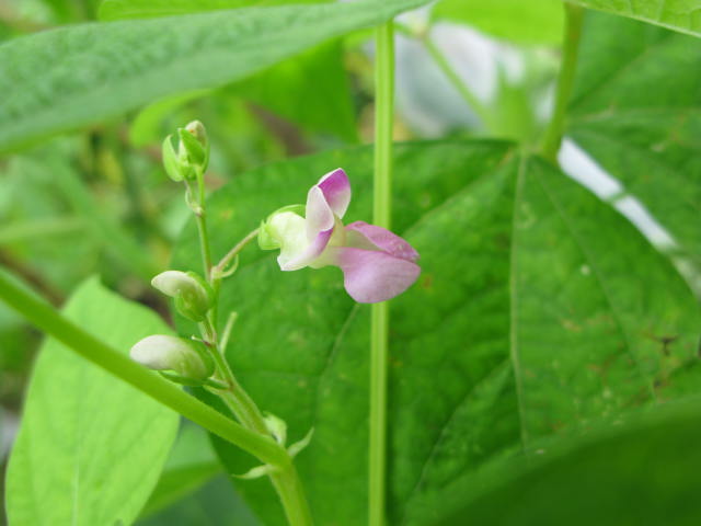 Plant World: Plant World:Butter bean or Yellow Bean