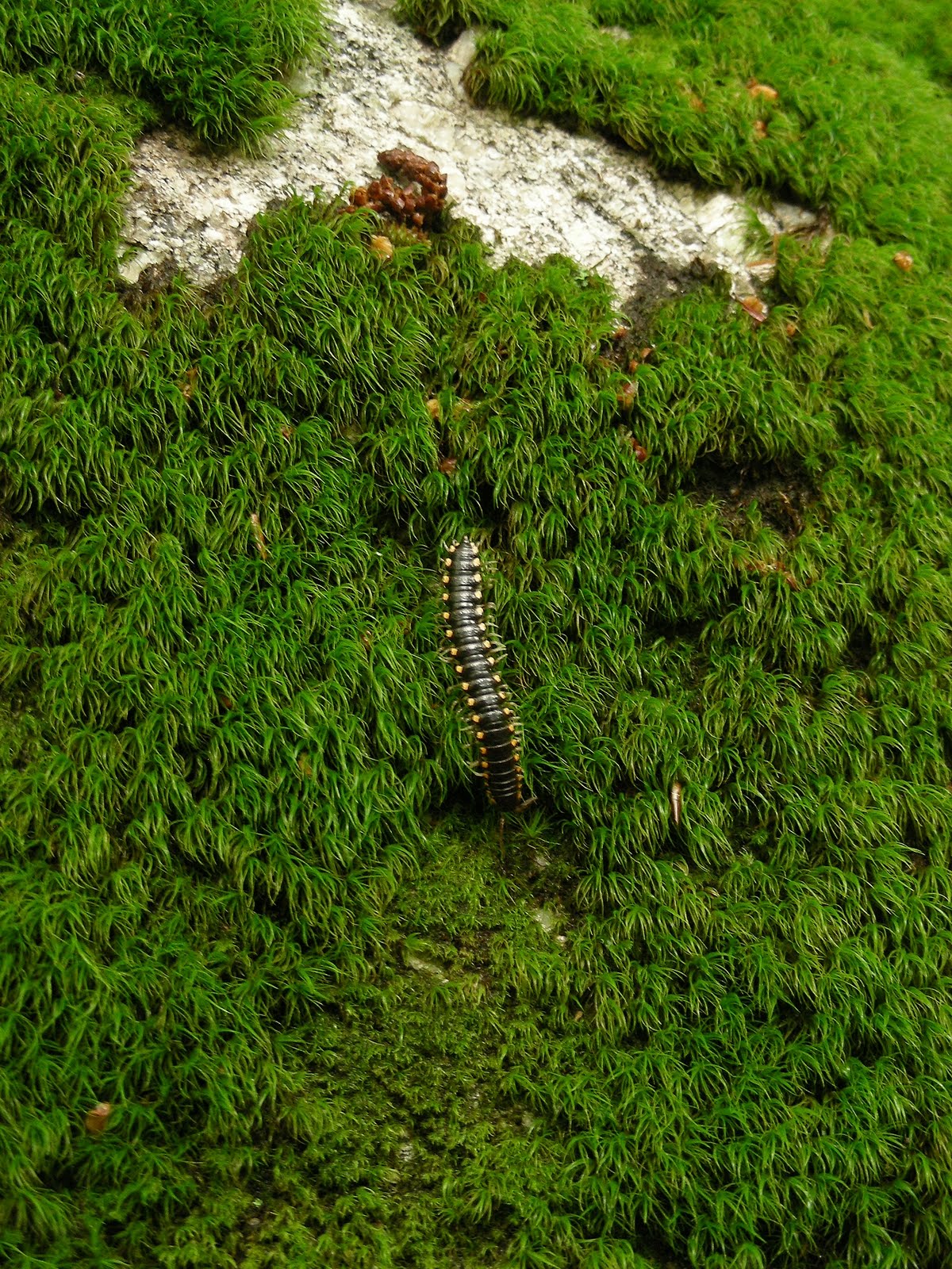 It Just Comes Naturally: Mianus River Gorge