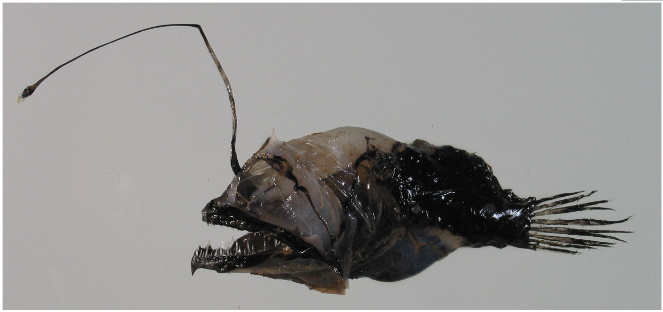 Tiga Spesies Baru Ikan Monster dari Laut Dalam Jawa dan Sumatra ...