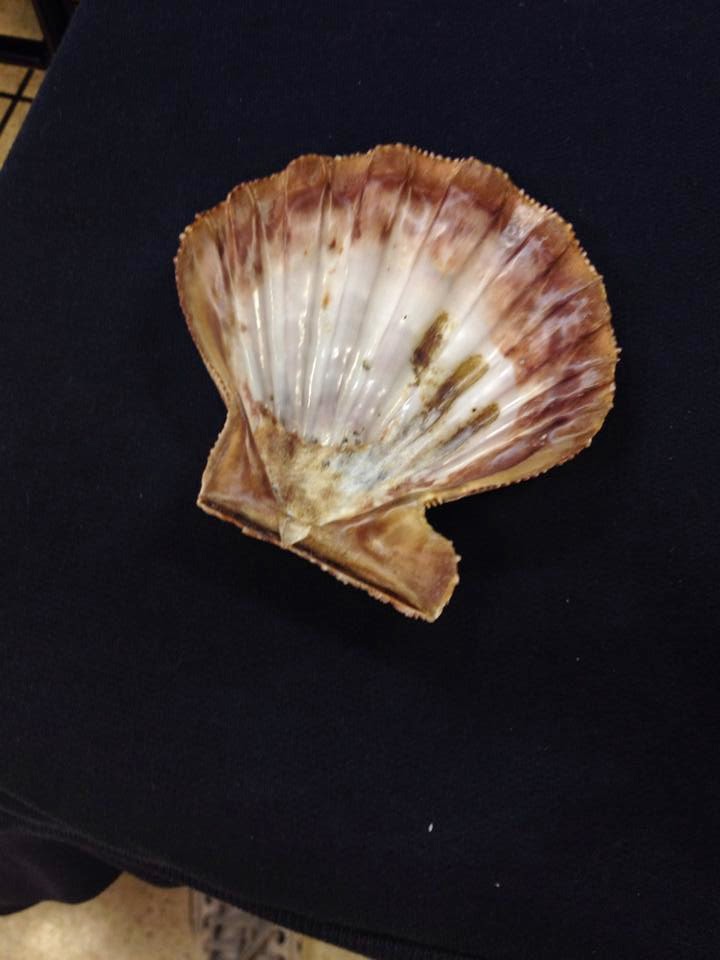 Campos Salles - 2ºB: Conchas - Oficina de Biologia - Parte 1 - Caroline ...