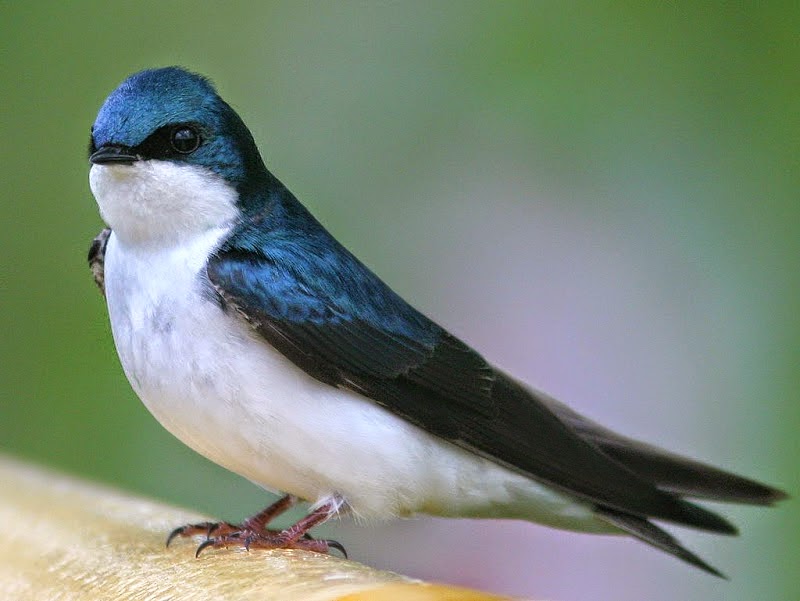 ΧΕΛΙΔΟΝΙΑ photos - wallpapers | the fun bank