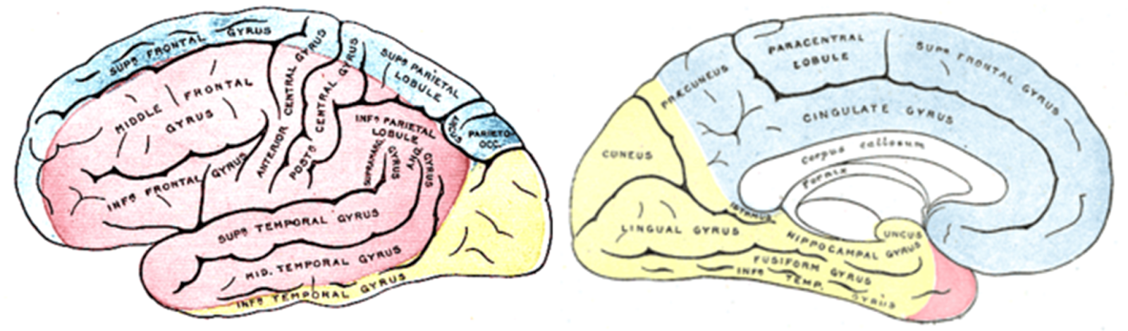 yuan's !nk: PART 1 brain varcularisation and ventricular system ...