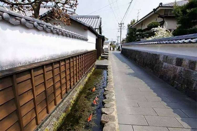 Drainage Canals is the Home of Colorful Japanese Koi Fish