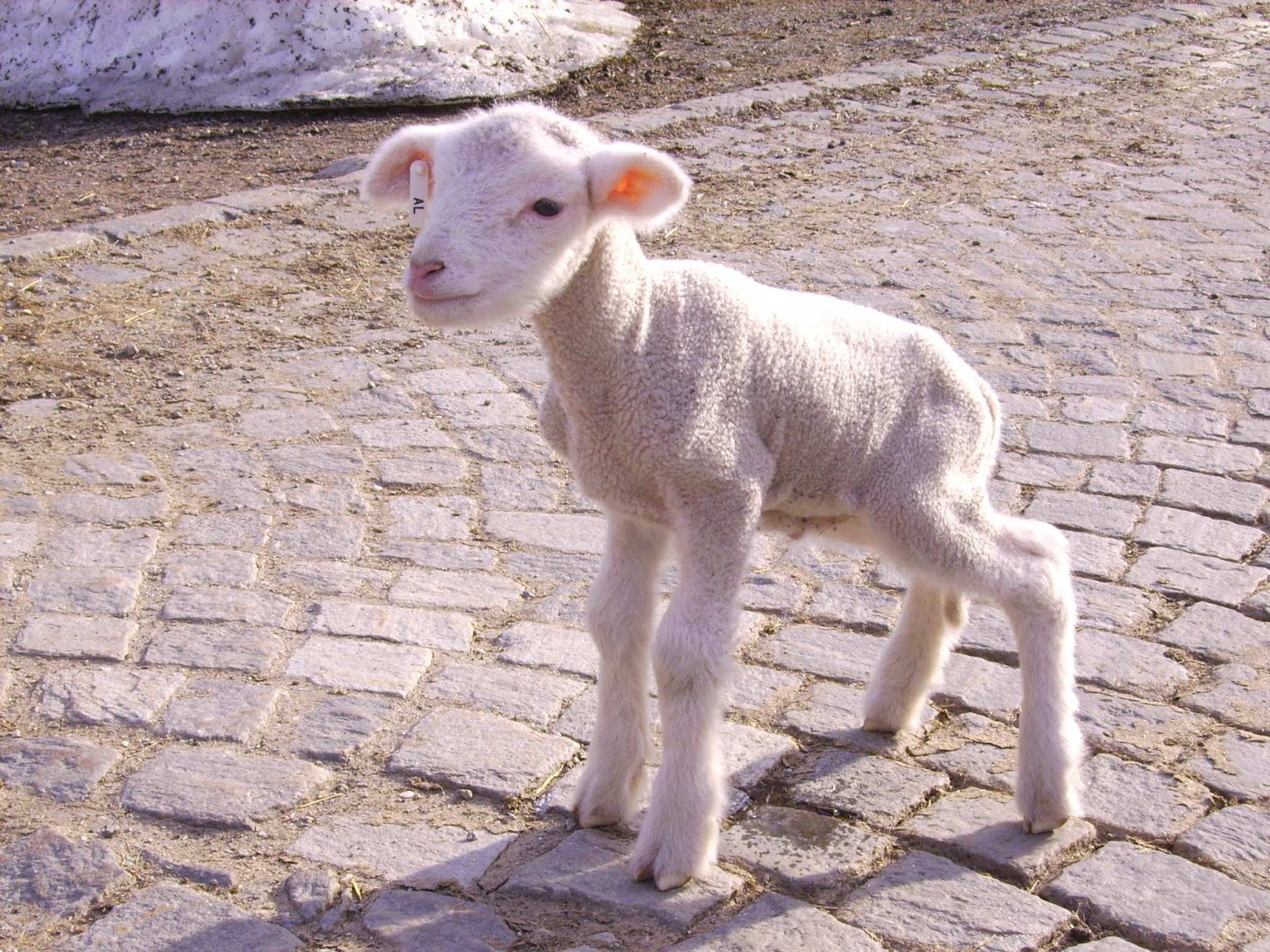 ASSOCIAZIONE ITALIANA DIFESA ANIMALI ED AMBIENTE: CONSUMO DI AGNELLO ...