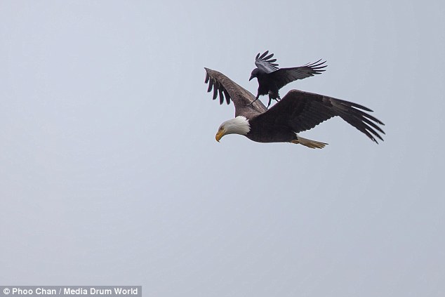 White Wolf : Trickster Crow Takes a Rest on the Back of a Bald Eagle