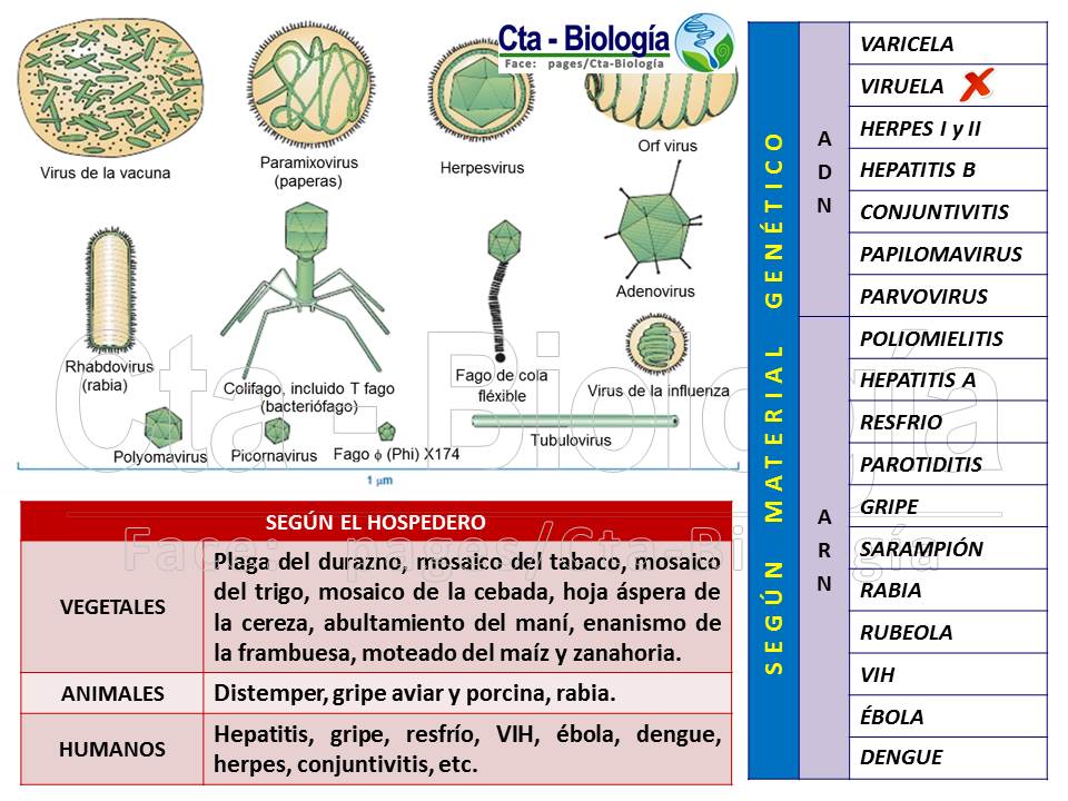 Biología didáctica: Ingeniería BIO 9 - Virus