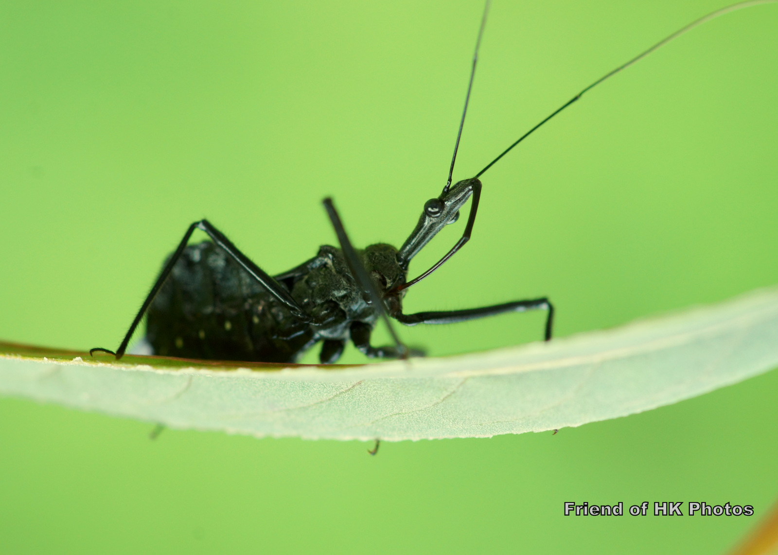 Photographic Wildlife Stories in UK/Hong Kong: Strange Looking Insects