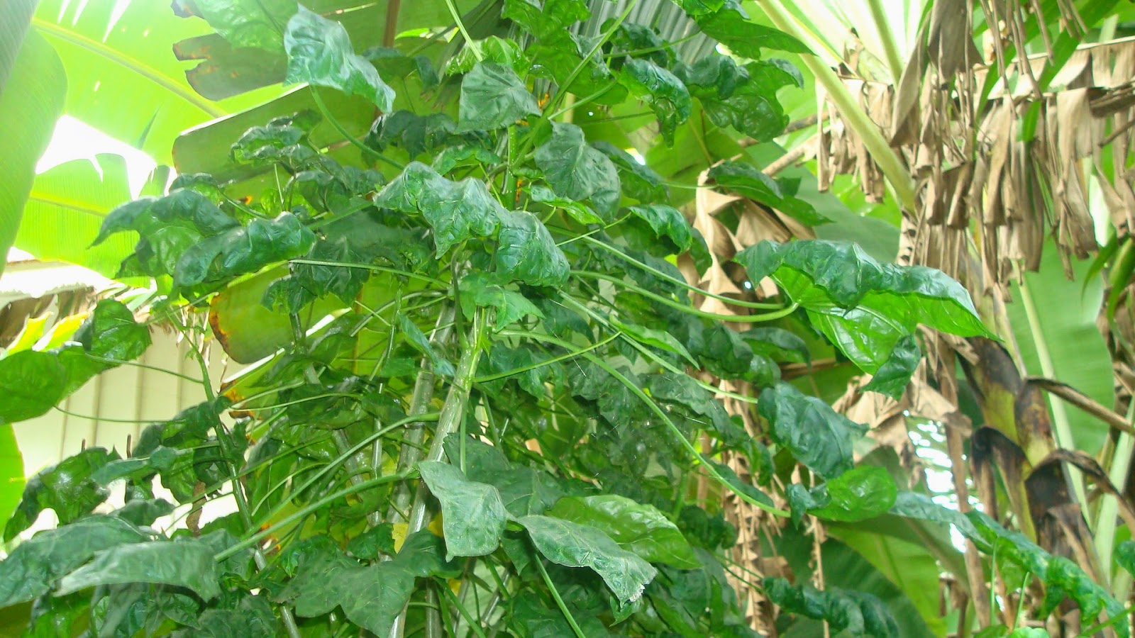 Keralaponics: Chaya or Tree spinach; the king of all leafy vegetables