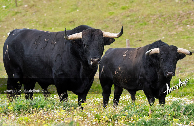Toreo en Red Hondo: PINTAS DEL TORO DE LIDIA (5): LOS TOROS NEGROS NO ...