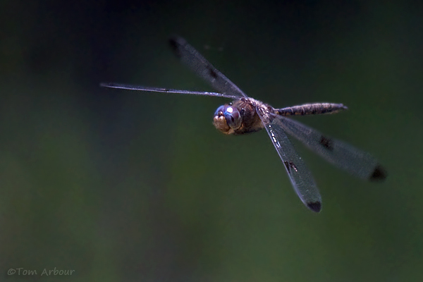 The Ohio Nature Blog: Prince Baskettail, Olentangy River
