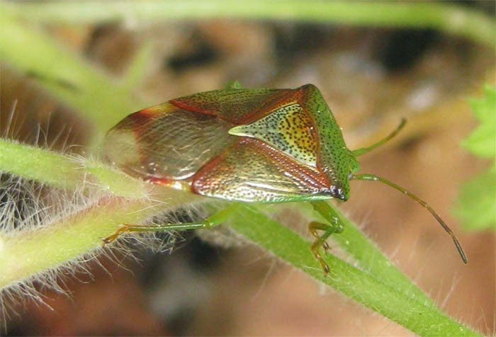 What Do I Know?: Birch Shield Bug Close Up