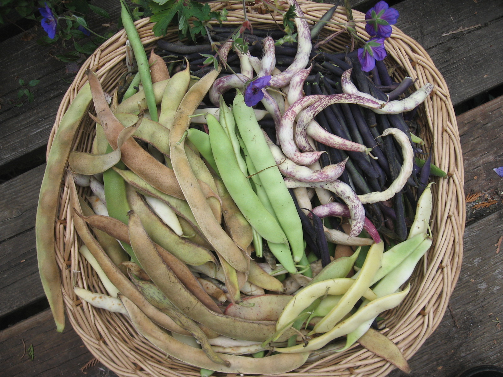 Weeding on the Wild Side: The Shell Game- Fall Bean Crops