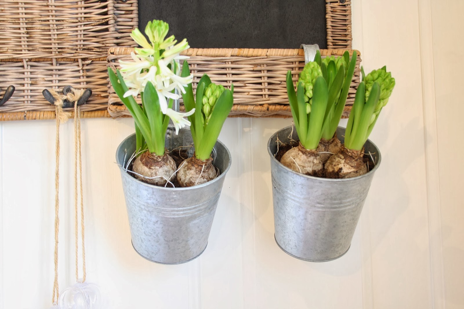 Charme France: Pynter med svibler