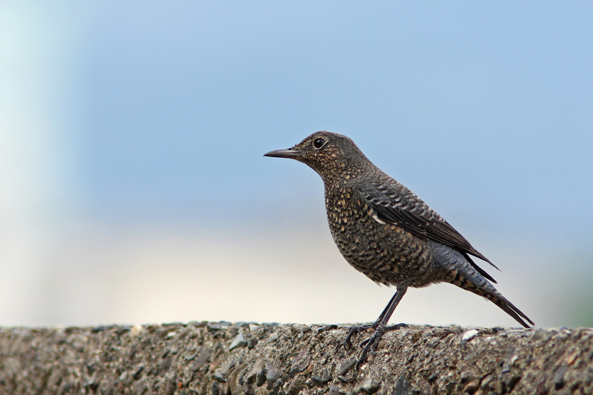 Unravel: Blue Rock Thrush
